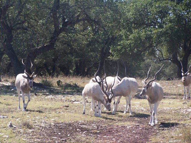 Addax | FORISTER EXOTICS