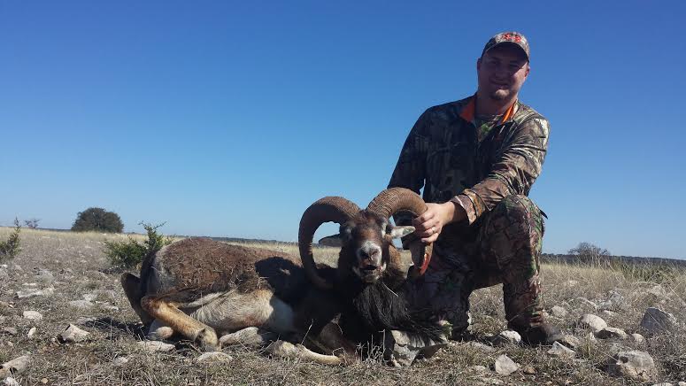 SHEEP AND GOAT SPECIES | FORISTER EXOTICS