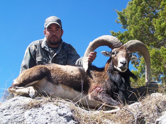 EXOTICS | FORISTER EXOTICS