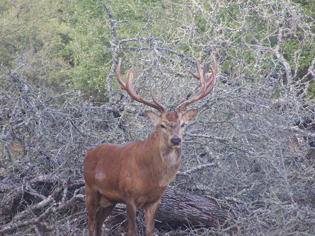 European Red Stag | FORISTER EXOTICS