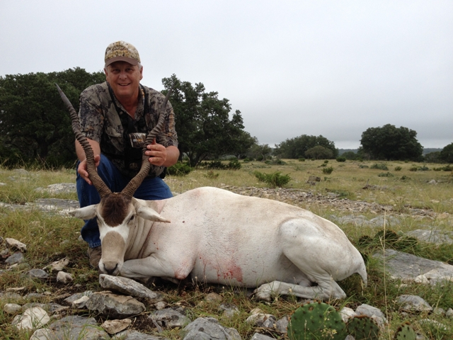 Addax | FORISTER EXOTICS