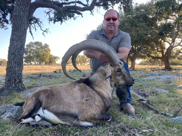 Persian Ibex | FORISTER EXOTICS