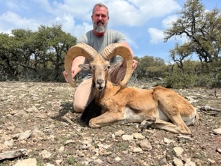 Iranian Red Sheep | FORISTER EXOTICS